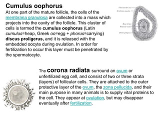 6 ther 608# hormones & reprod-ii | PPT