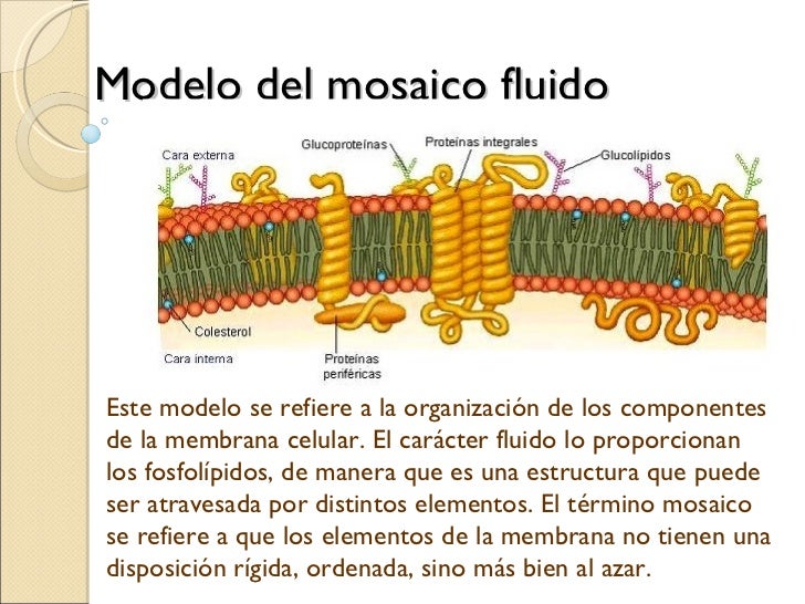 Modelo De Mosaico Fluido De La Membrana Celular - abstractor