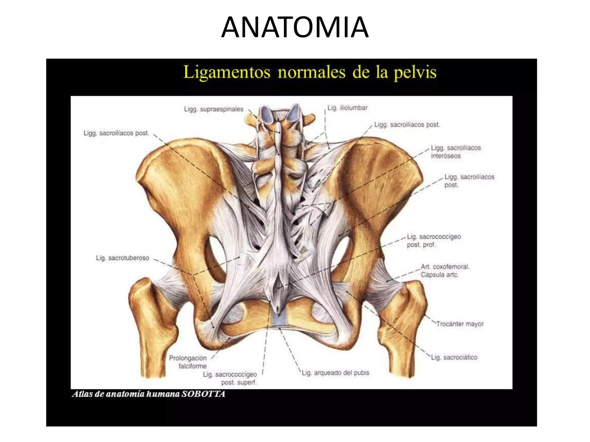 6 Trauma de Pelvis, Dr Camilo Estrada | PPT