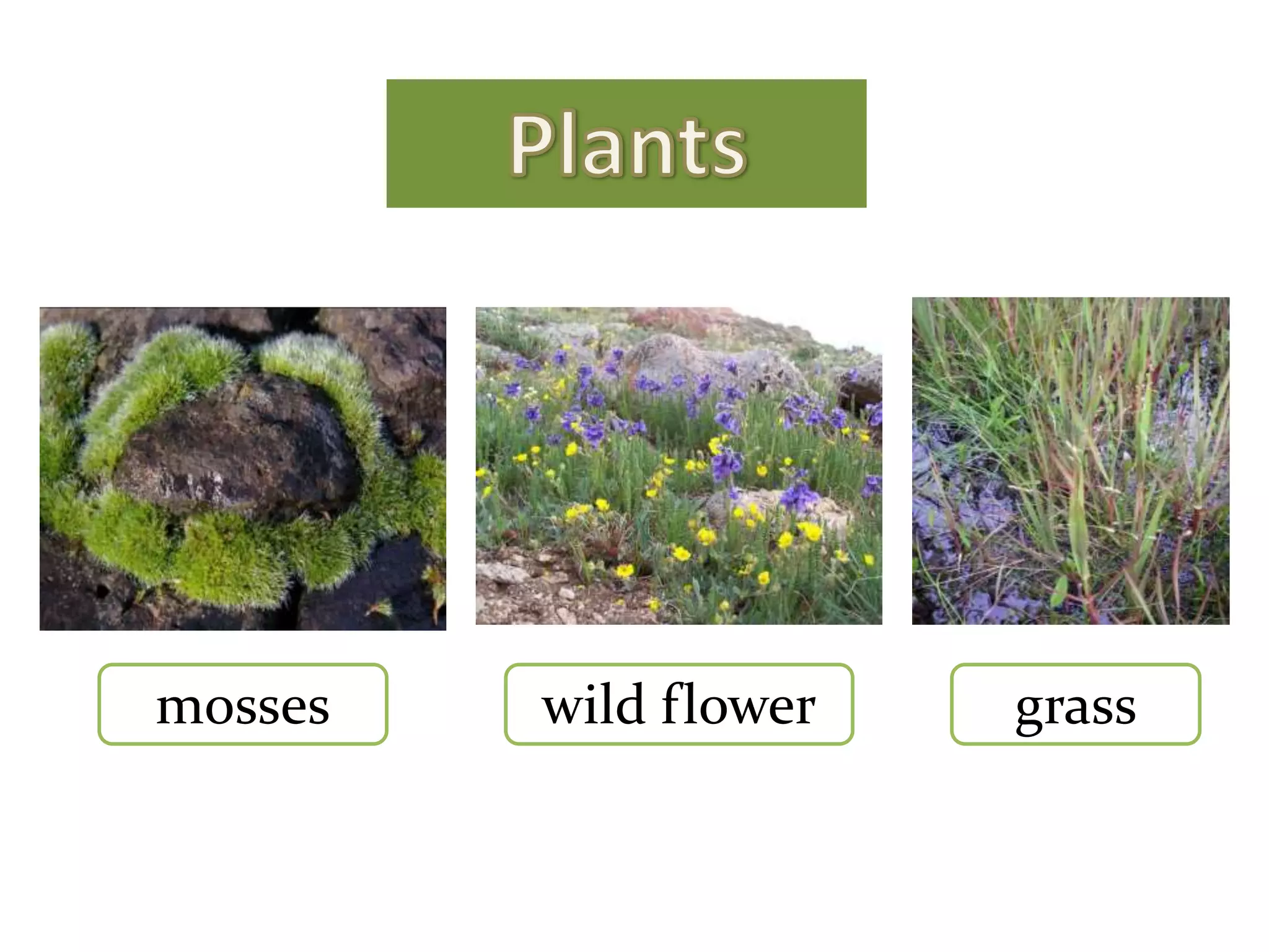 6 tundra biome | PPT