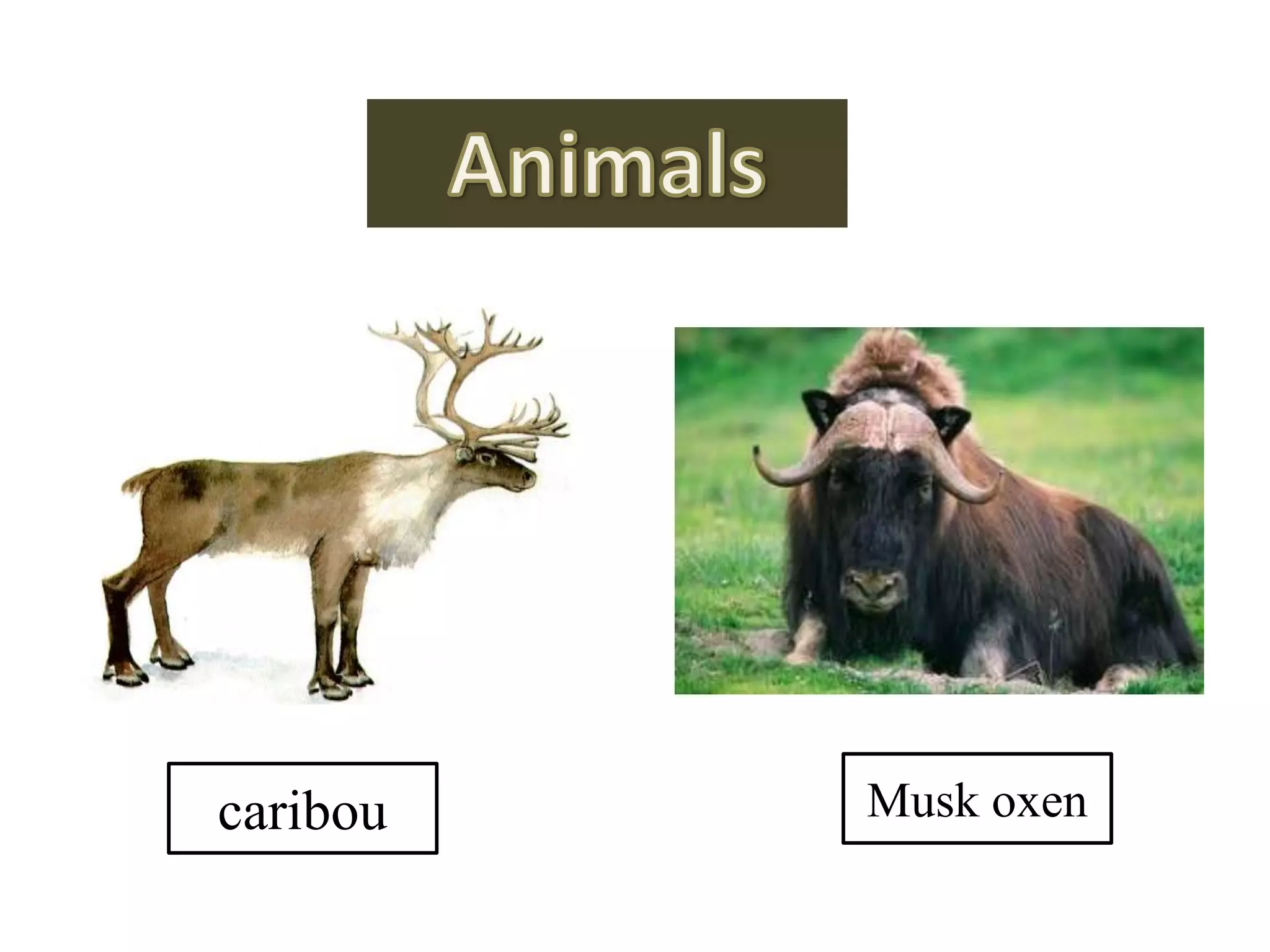 6 tundra biome | PPT