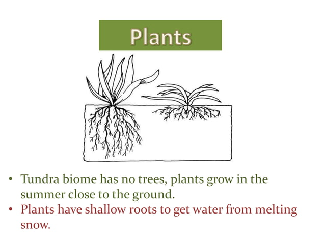 6 tundra biome | PPT