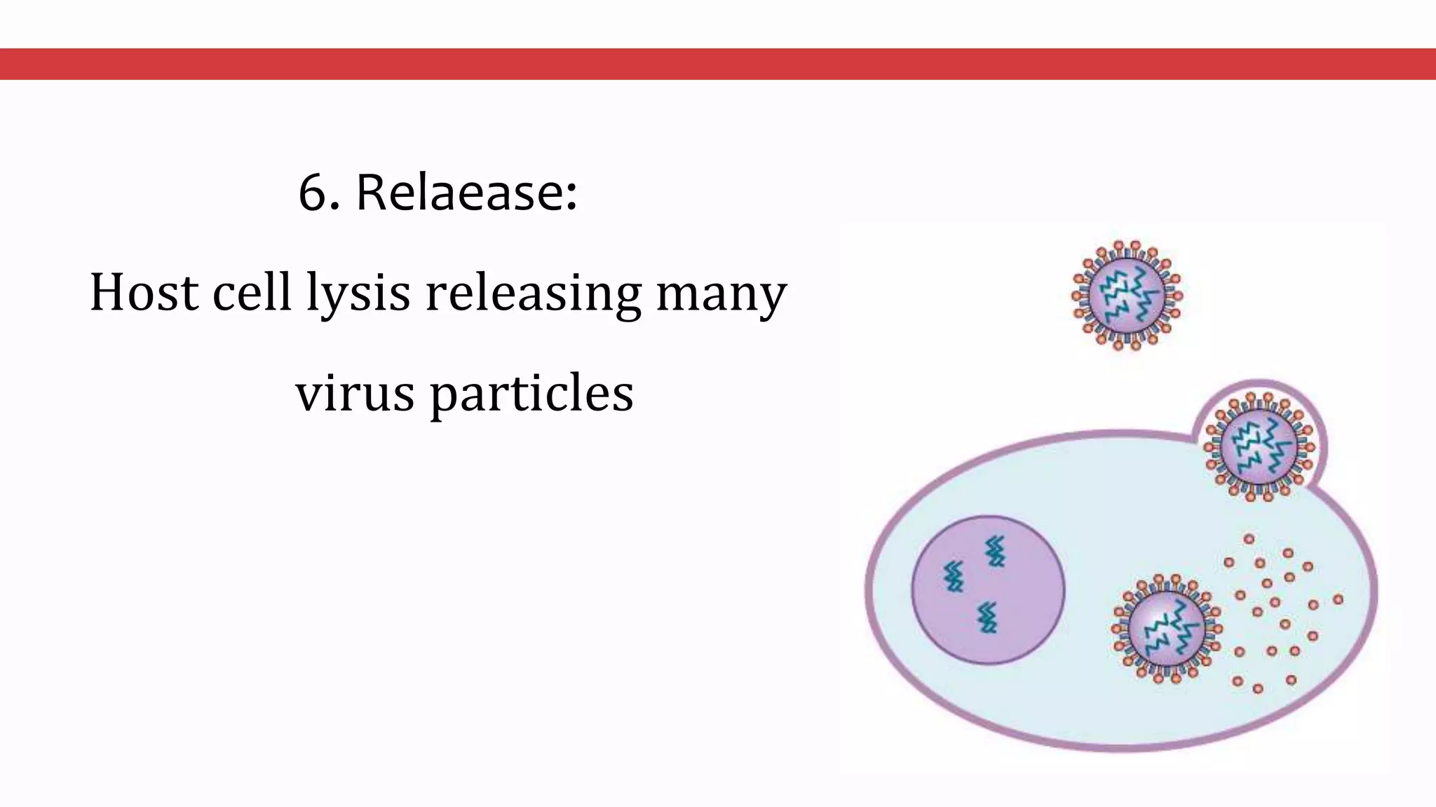 6 vb lesions (1) viral infection & hsv - copy | PPTX