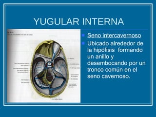 6. Vena Cava Superior | PPT