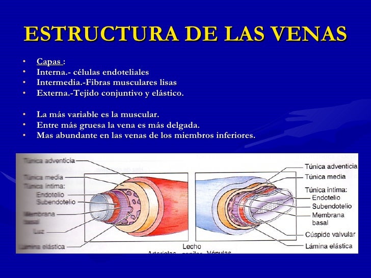 6. Venas