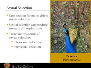 Evolution in humans and animals by visual.ppt