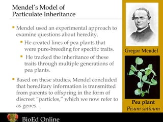 Evolution in humans and animals by visual.ppt