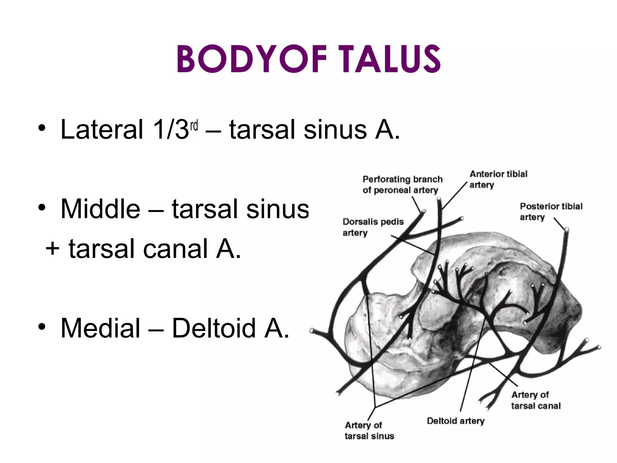 Blood supply of Femoral head and Talus | PPT | Death, Injury, or ...