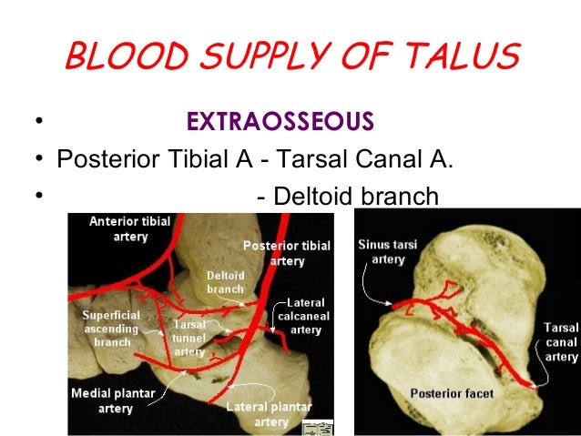 Blood supply of Femoral head and Talus