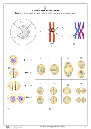 Cell Cycle Labeled Diagram