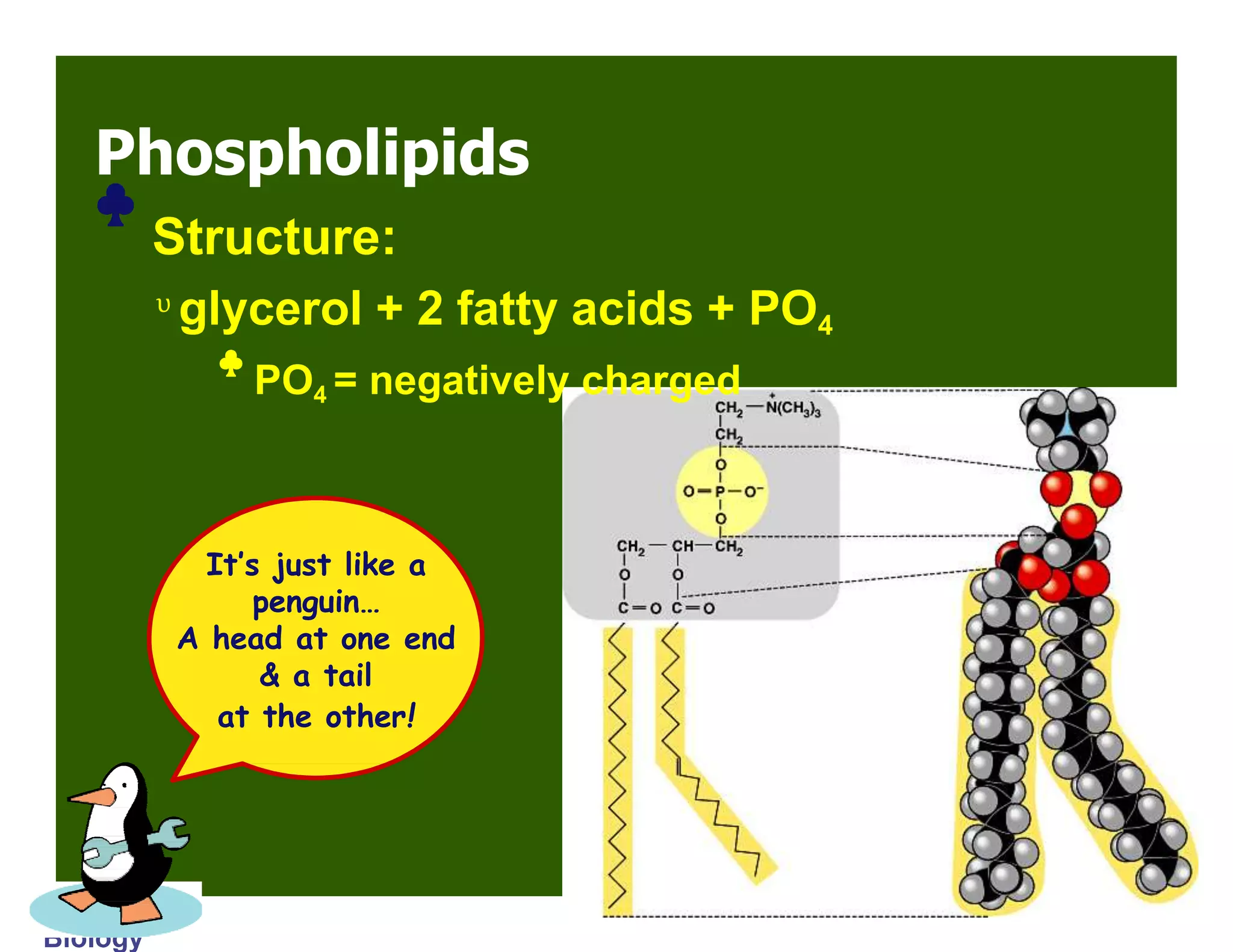 Lipids.pptx | Chemistry | Science