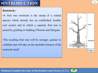 RECENT ADVANCES IN PROPAGATION, ROOTSTOCK INFLUENCE IN FRUIT CROPS | PPTX