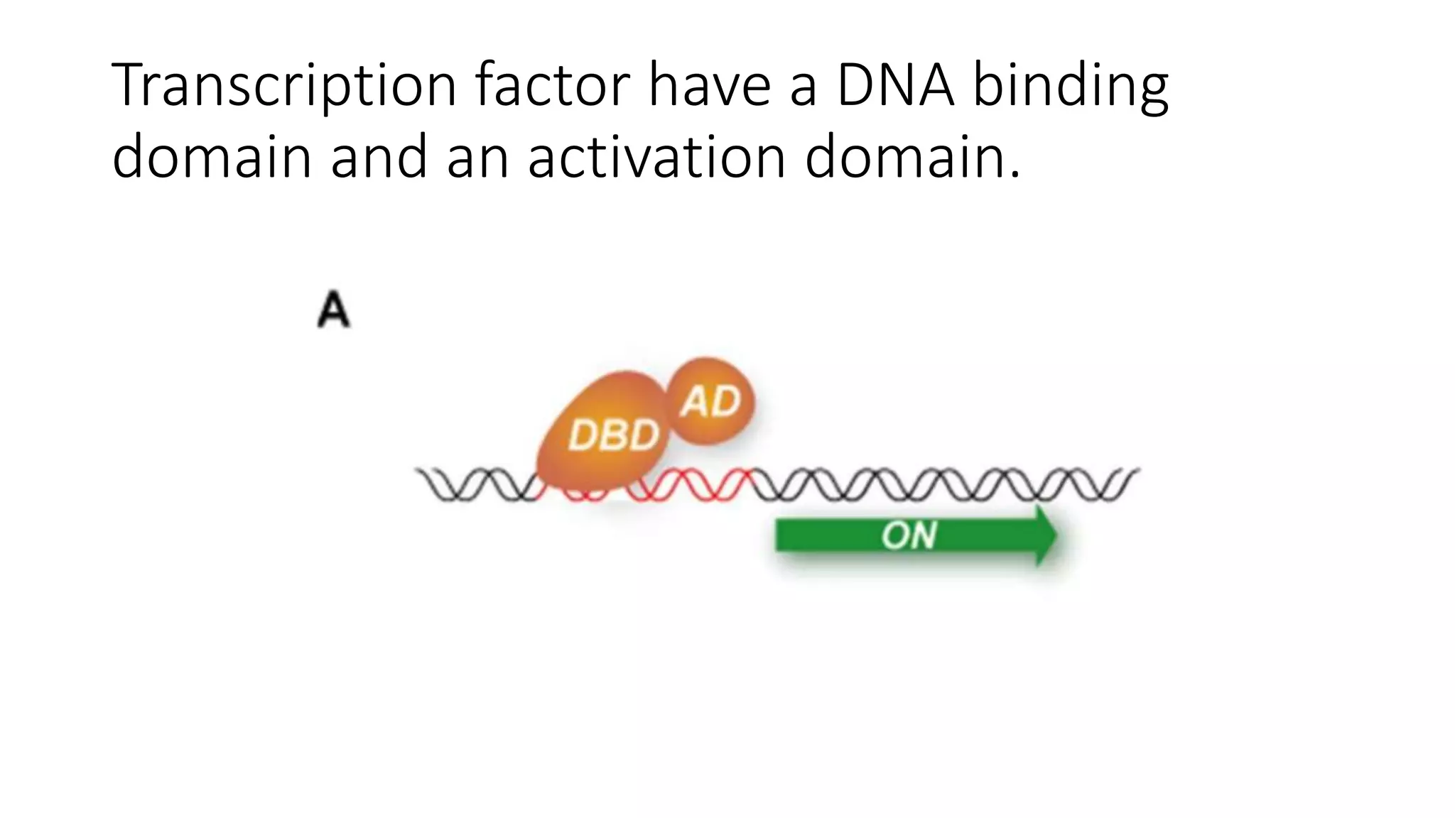 yeast two hybrid system | PPTX