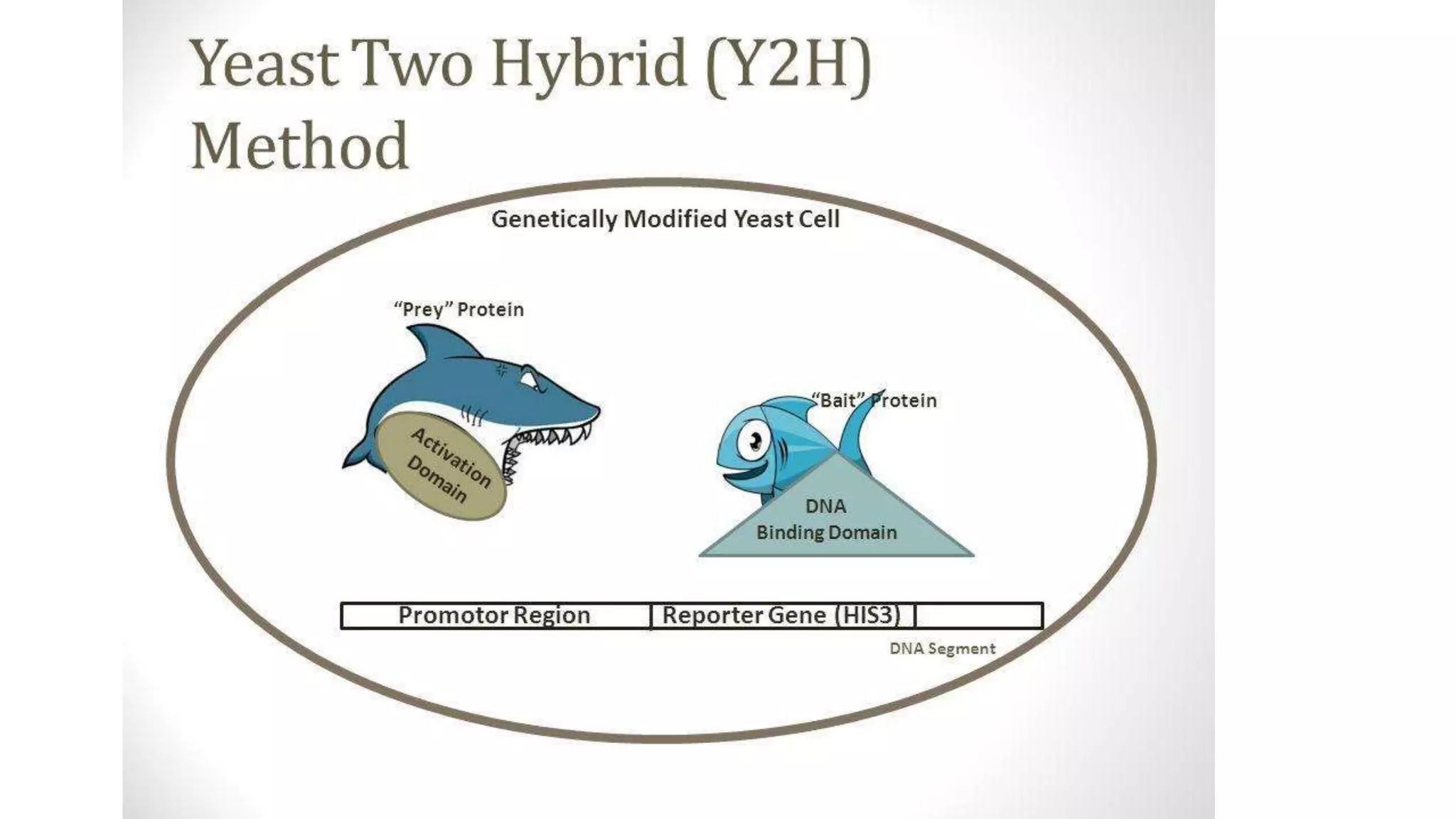 yeast two hybrid system | PPTX