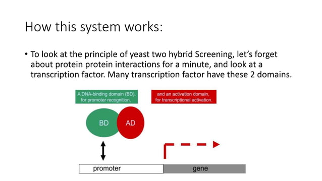 yeast two hybrid system | PPTX | Biological Sciences | Science
