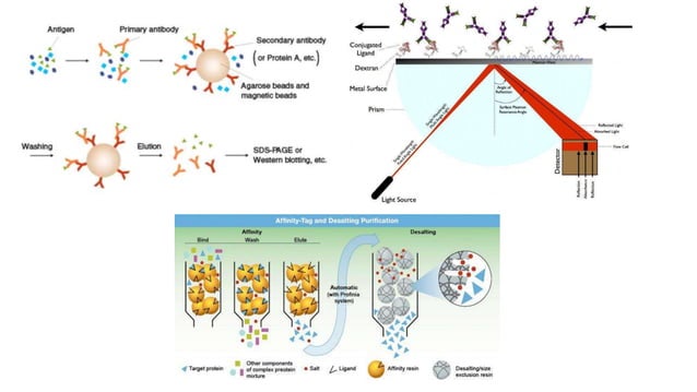 yeast two hybrid system | PPTX | Biological Sciences | Science