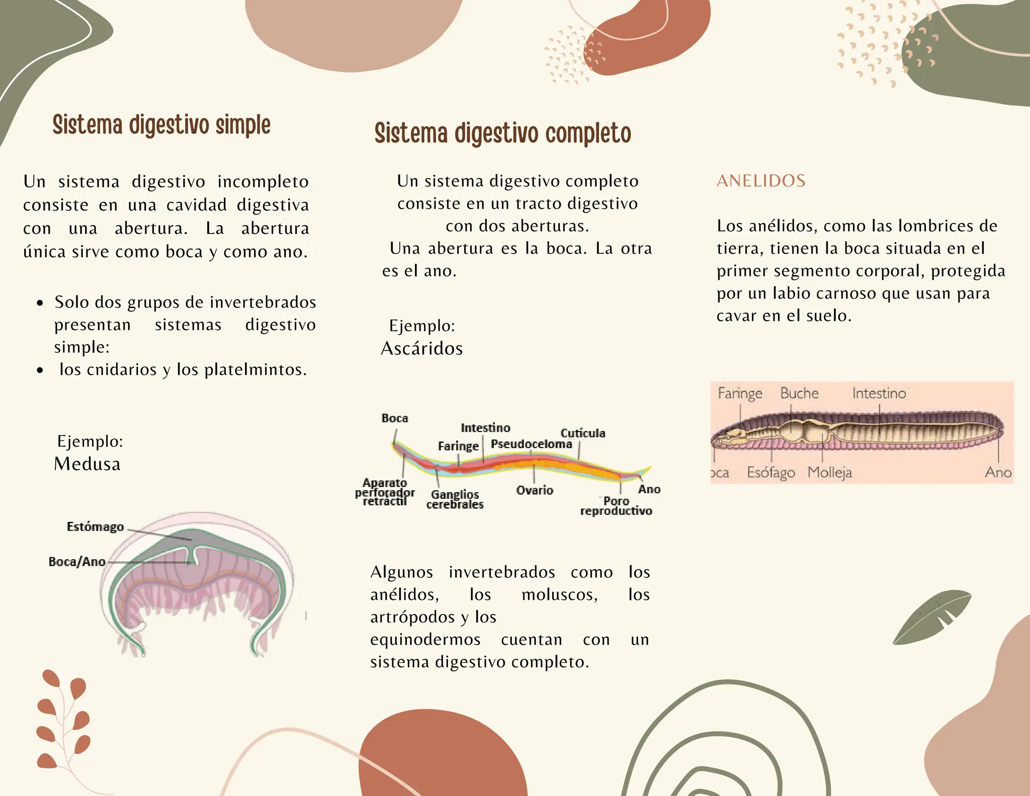 602191106-Folleto-sistema-digestivo-invertebrado.pdf