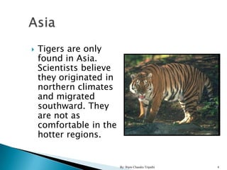 Tiger-project for High School Students | PPTX