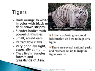 Tiger Habitat School Project