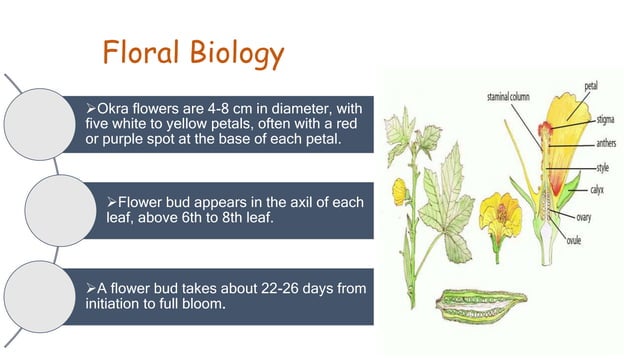 Advances in Vegetable breeding methods .pptx