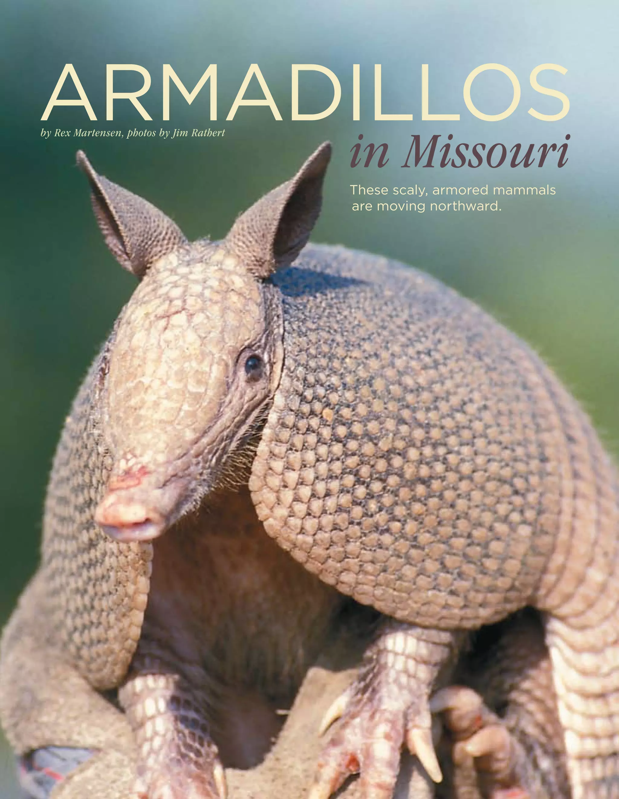 Armadillo in Missouri | PDF