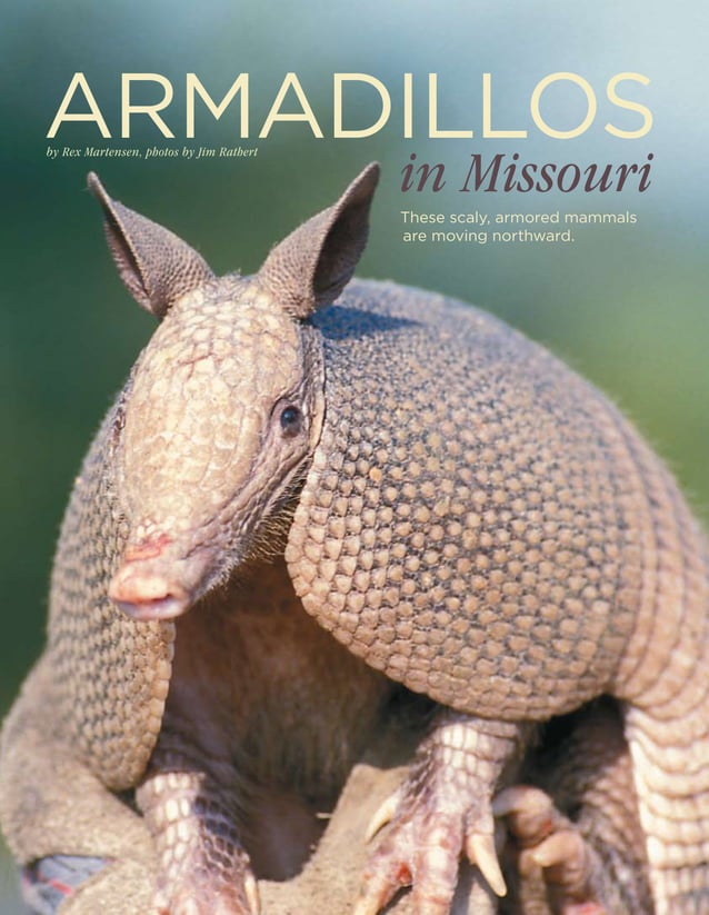 Armadillo in Missouri | PDF | Reptiles | Pets