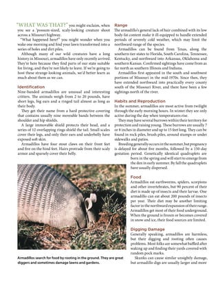 Armadillo in Missouri | PDF | Reptiles | Pets