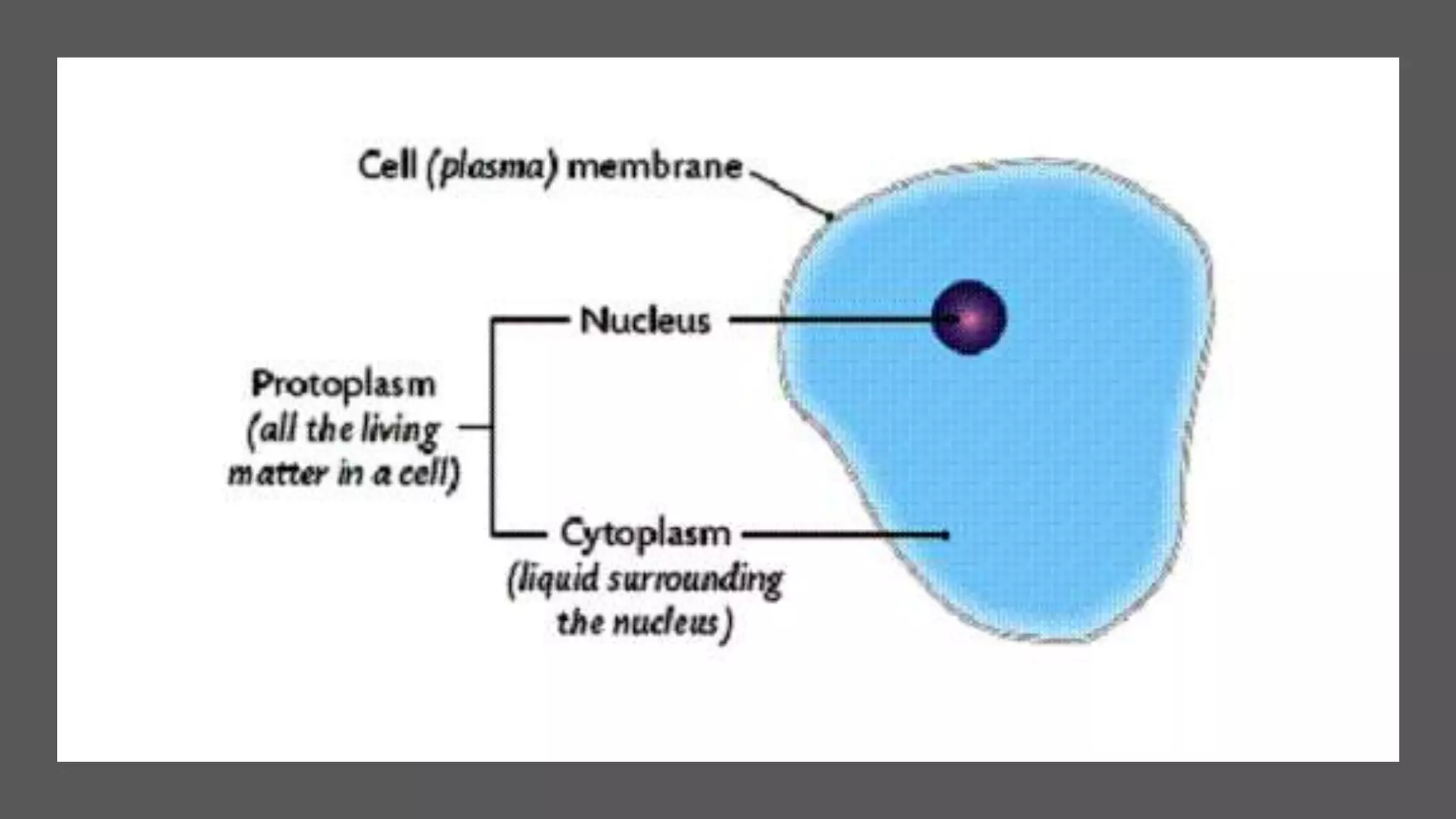 the fundamental unit of life cell | PPT