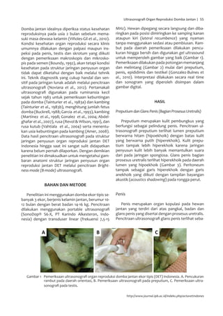 6042 1963Pencitraan Ultrasonografi Organ Reproduksi Domba Jantan Ekor Tipis Indonesia4-1-pb | PDF