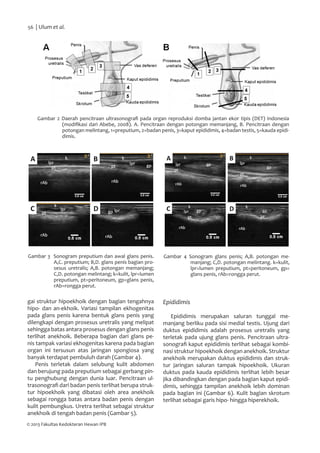 6042 1963Pencitraan Ultrasonografi Organ Reproduksi Domba Jantan Ekor Tipis Indonesia4-1-pb | PDF