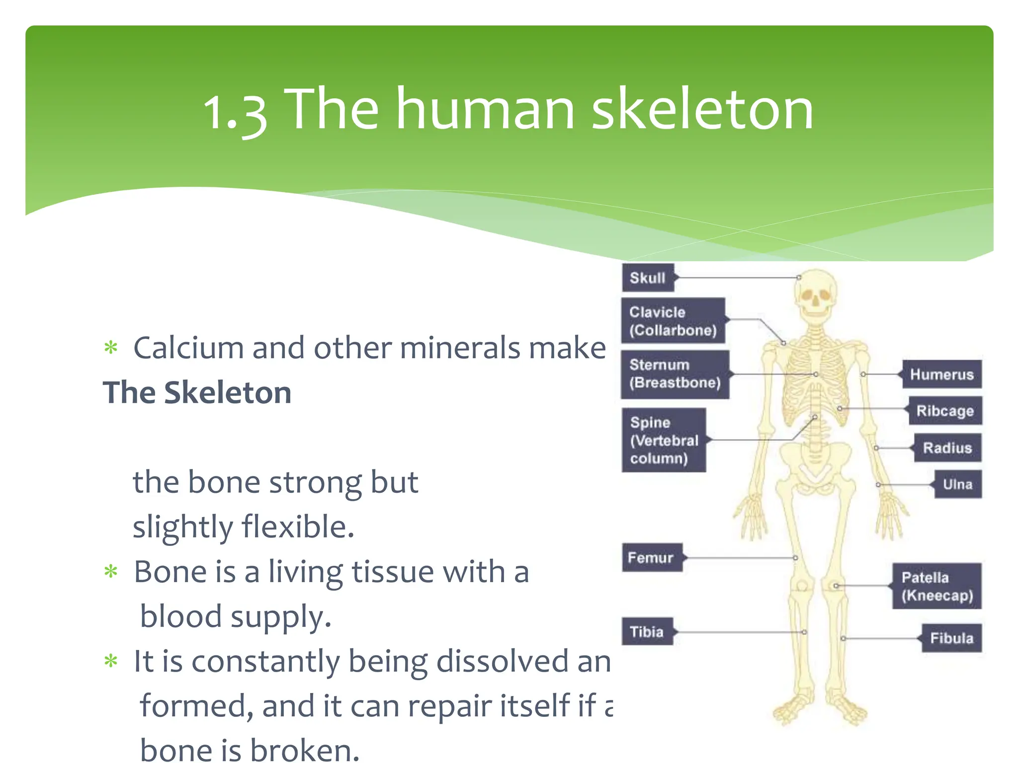 604666914-Science-year-7-Cambridge-presentation-powerpoint-Unit-1-part ...