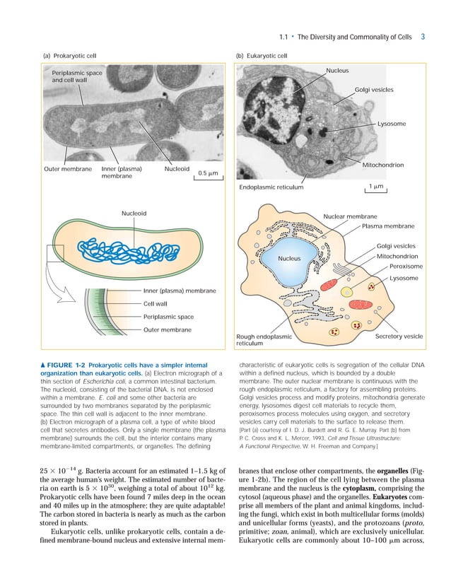 Molecular Cell Biology 5Rev Ed Edition Harvey Lodish | PDF