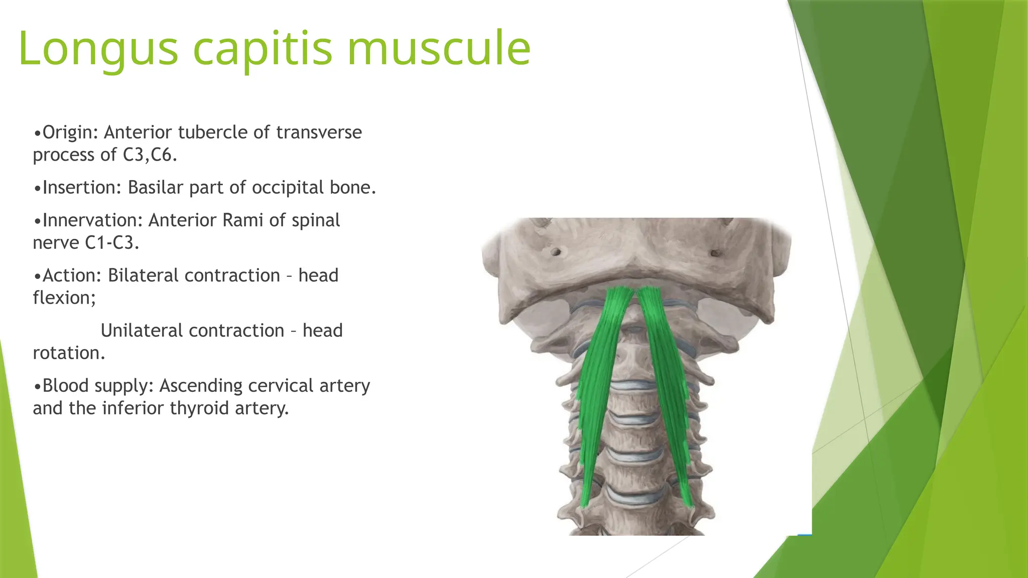 607251940-Muscle-of-Neck-Anatomy-PPt-L-pptx-Priti.pptx