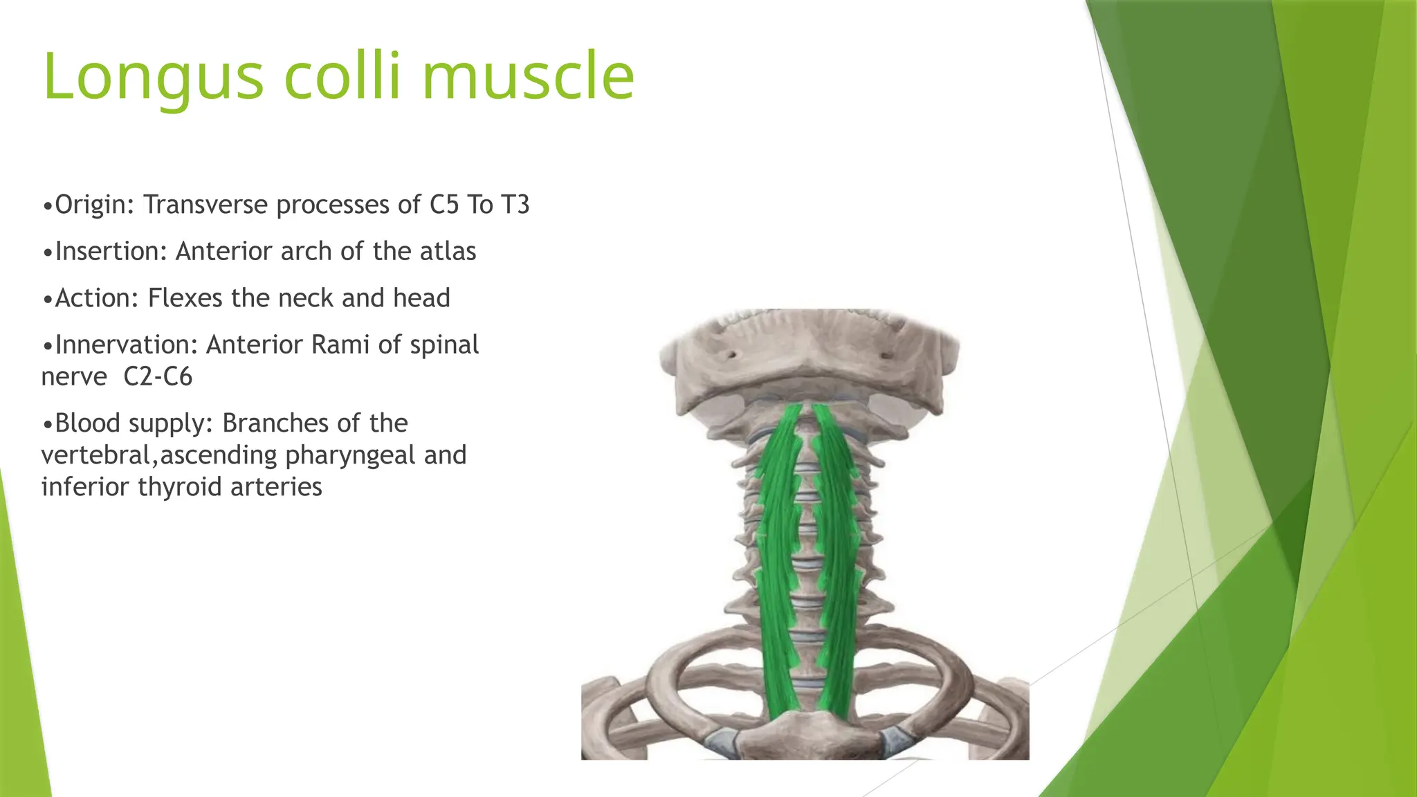 607251940-Muscle-of-Neck-Anatomy-PPt-L-pptx-Priti.pptx