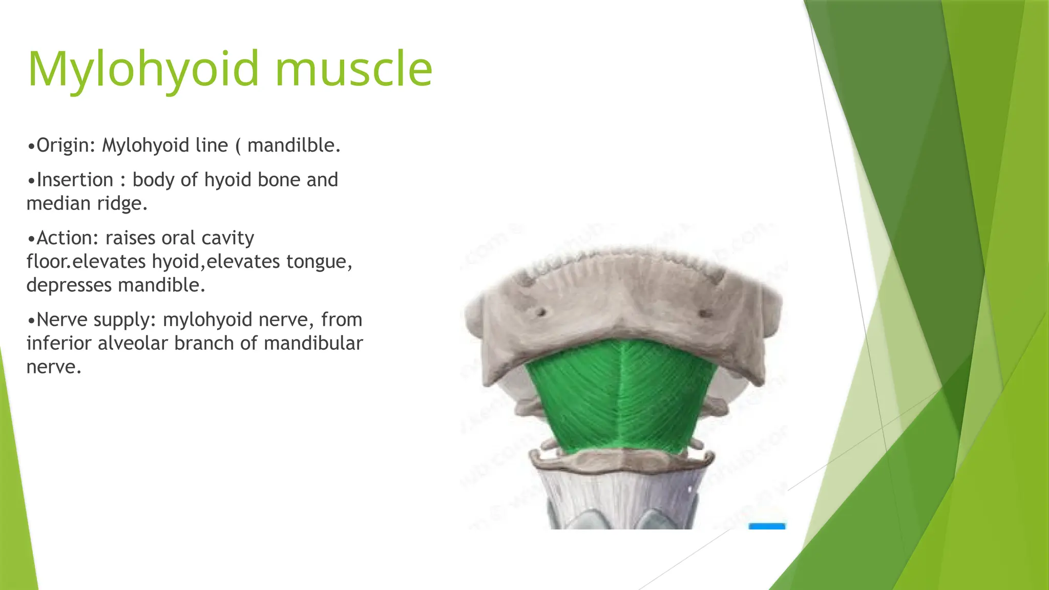 607251940-Muscle-of-Neck-Anatomy-PPt-L-pptx-Priti.pptx
