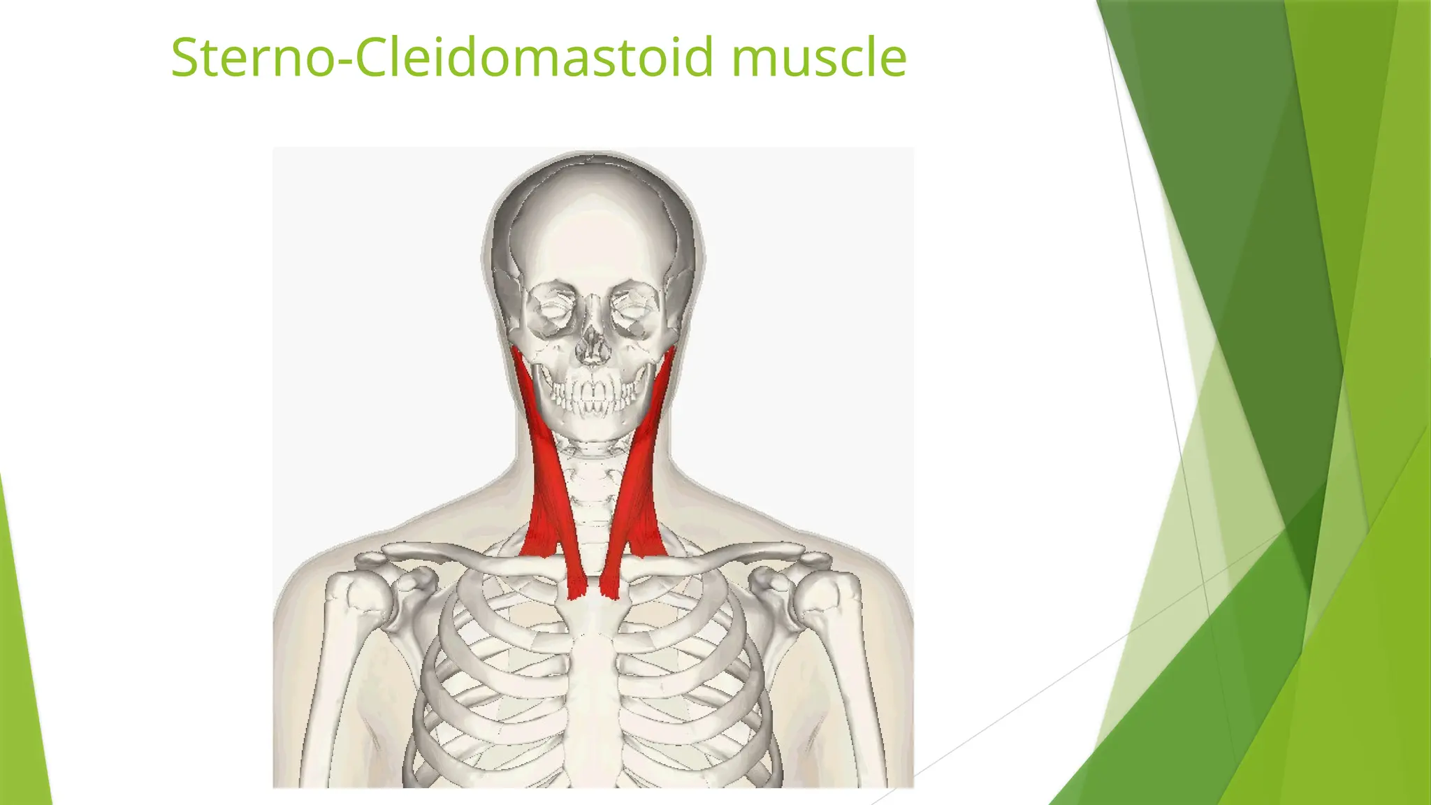 607251940-Muscle-of-Neck-Anatomy-PPt-L-pptx-Priti.pptx