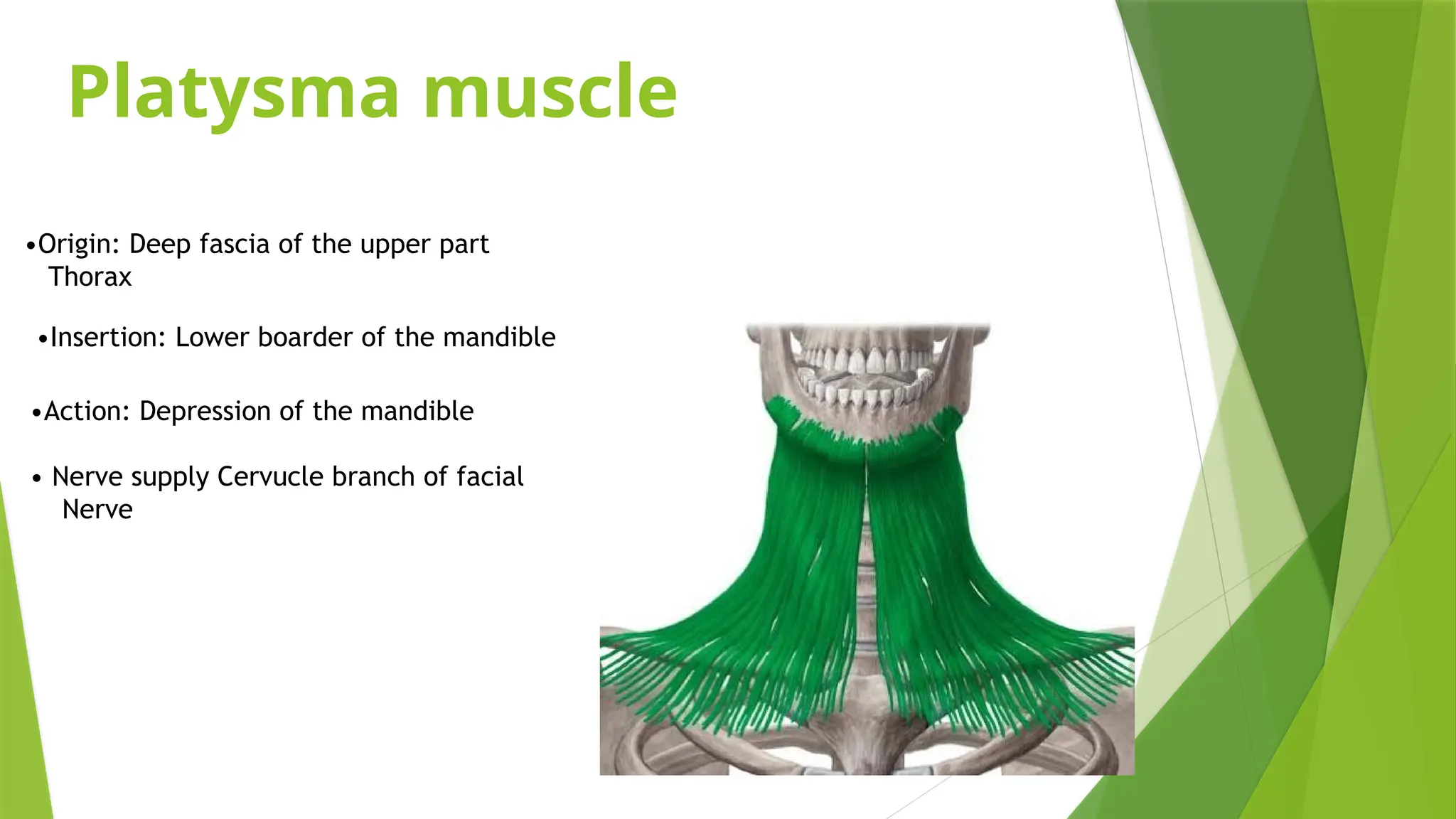 607251940-Muscle-of-Neck-Anatomy-PPt-L-pptx-Priti.pptx