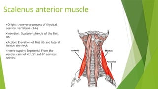 607251940-Muscle-of-Neck-Anatomy-PPt-L-pptx-Priti.pptx