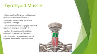 607251940-Muscle-of-Neck-Anatomy-PPt-L-pptx-Priti.pptx