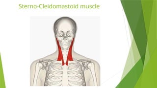 607251940-Muscle-of-Neck-Anatomy-PPt-L-pptx-Priti.pptx