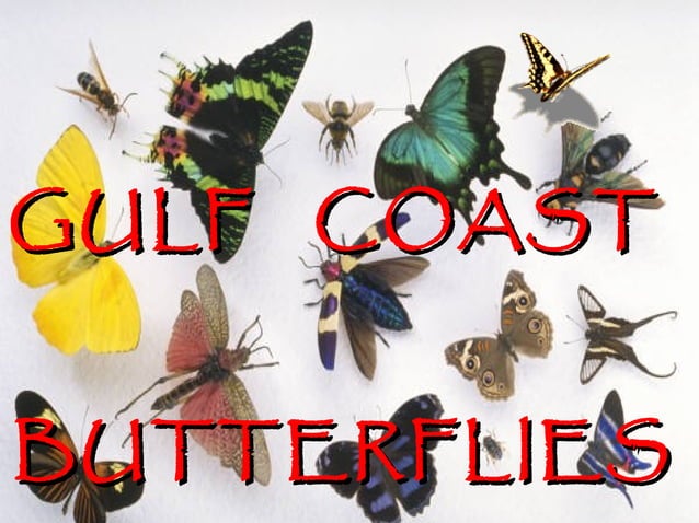 GULF COAST BUTTERFLIES | PPT