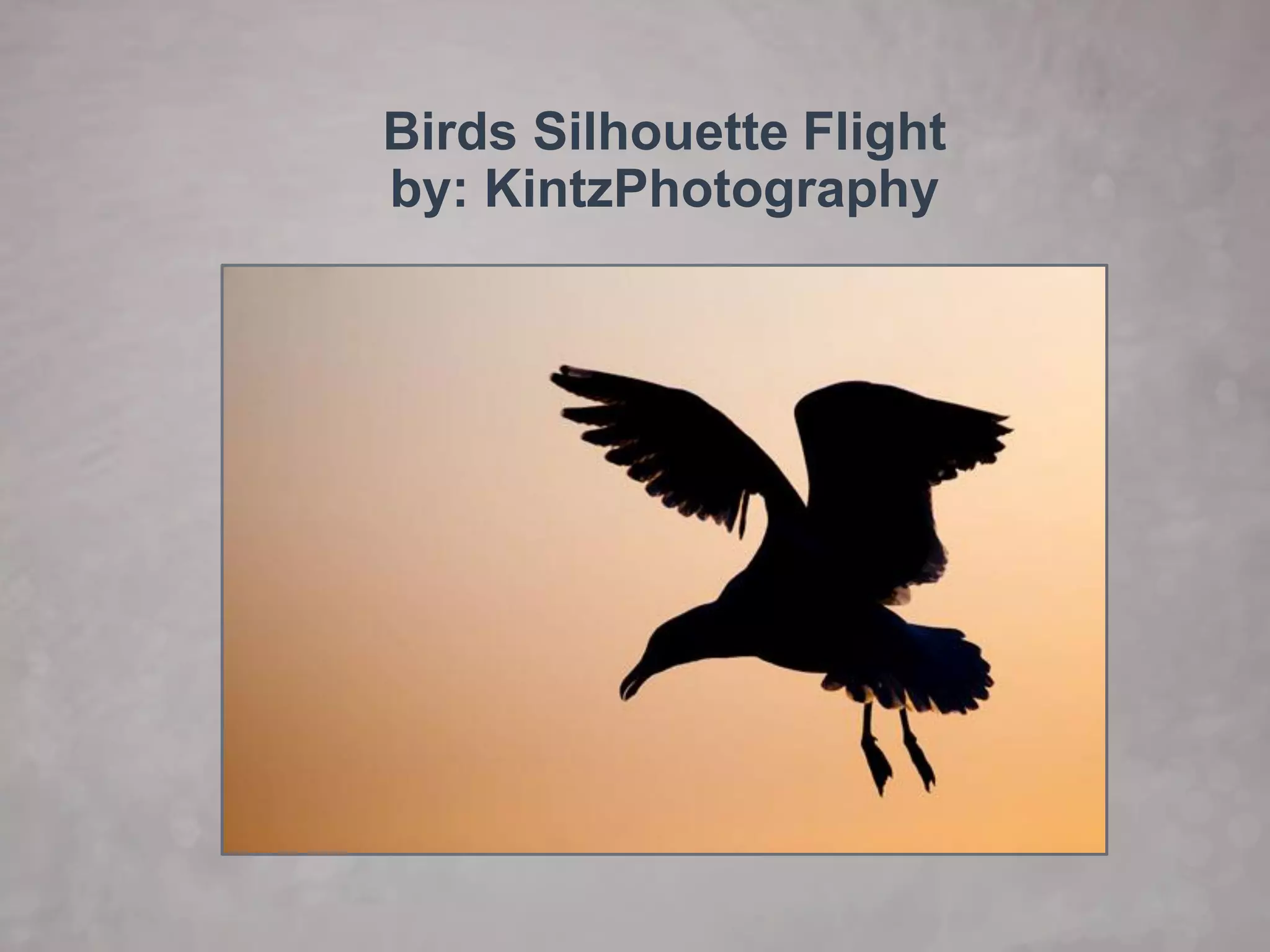 60 Beautiful Examples of Silhouette Photography | PDF