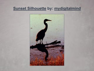 60 Beautiful Examples of Silhouette Photography | PDF