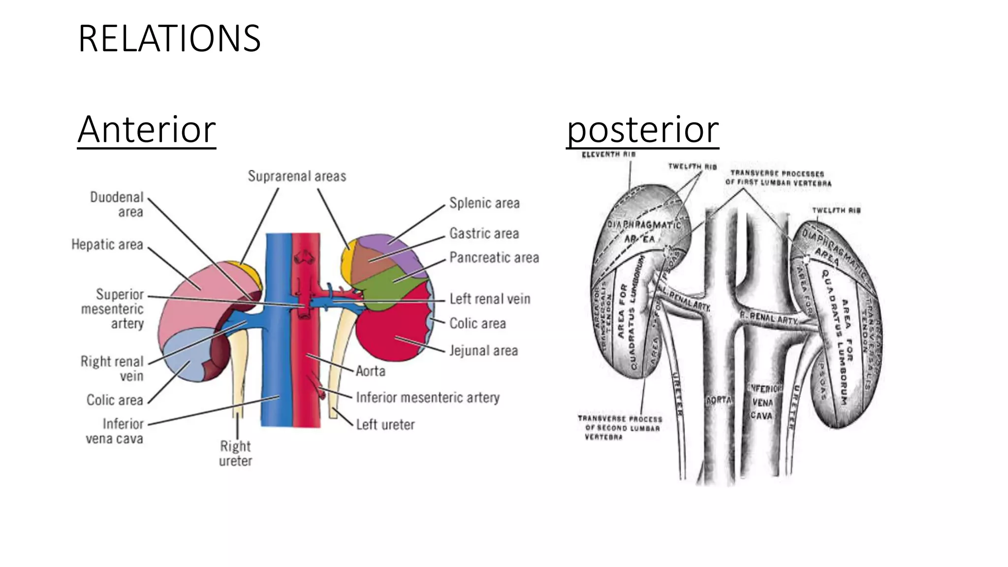 Renal cell carcinoma | PPTX