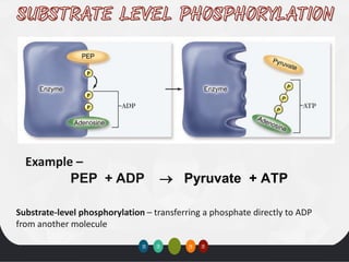 Biological oxidation Bioenergetics and general concepts (part - I) | PDF