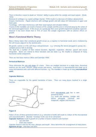 growth theories of crainofacial skeletal | PDF