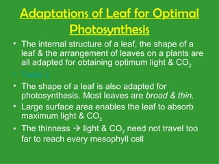 6[1].9 macro & micronutrients in plants | PPT