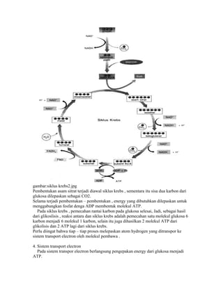 6108825 metabolisme | PDF