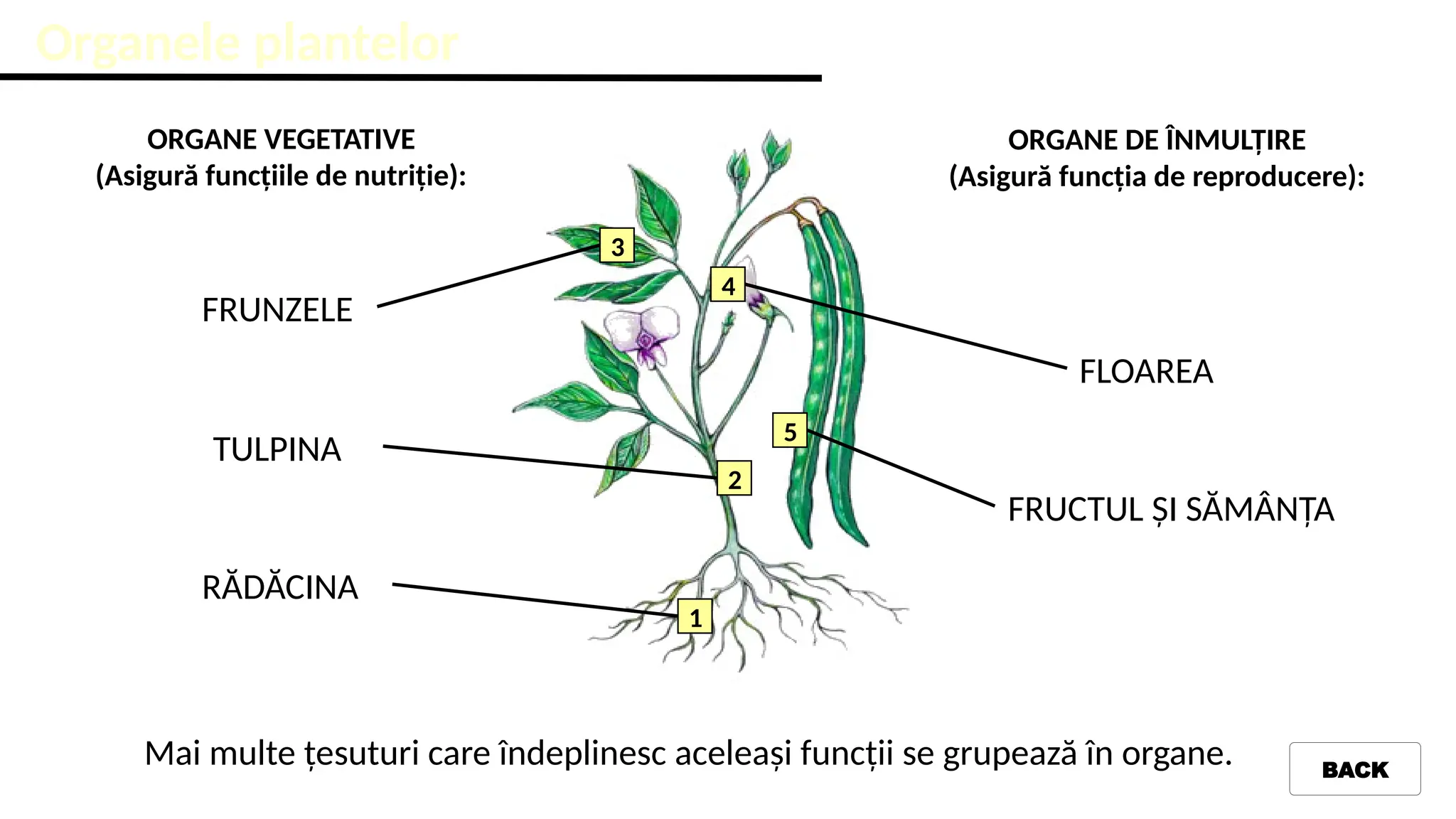 Biologie Organismul-plantelor-superioare | PPSX
