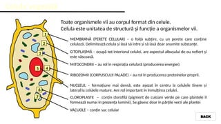 Biologie Organismul-plantelor-superioare | PPSX